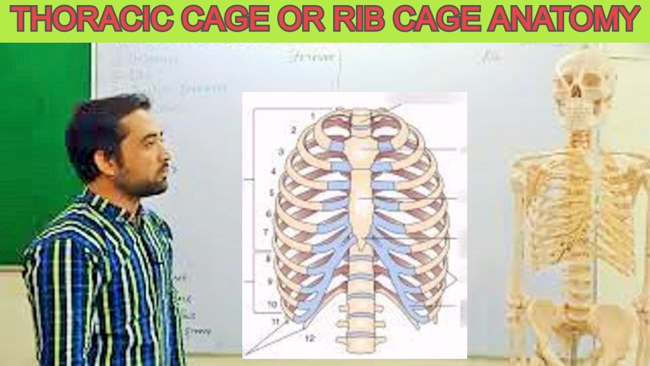 Thoracic Cage or Rib Cage Anatomy, Sternum, Ribs, Types of Ribs ...