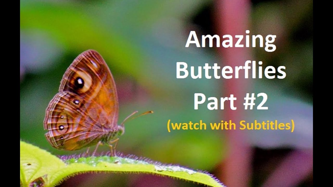 Amazing Butterflies | Part 2 | subtitles | #butterfly #nature #wildlife ...