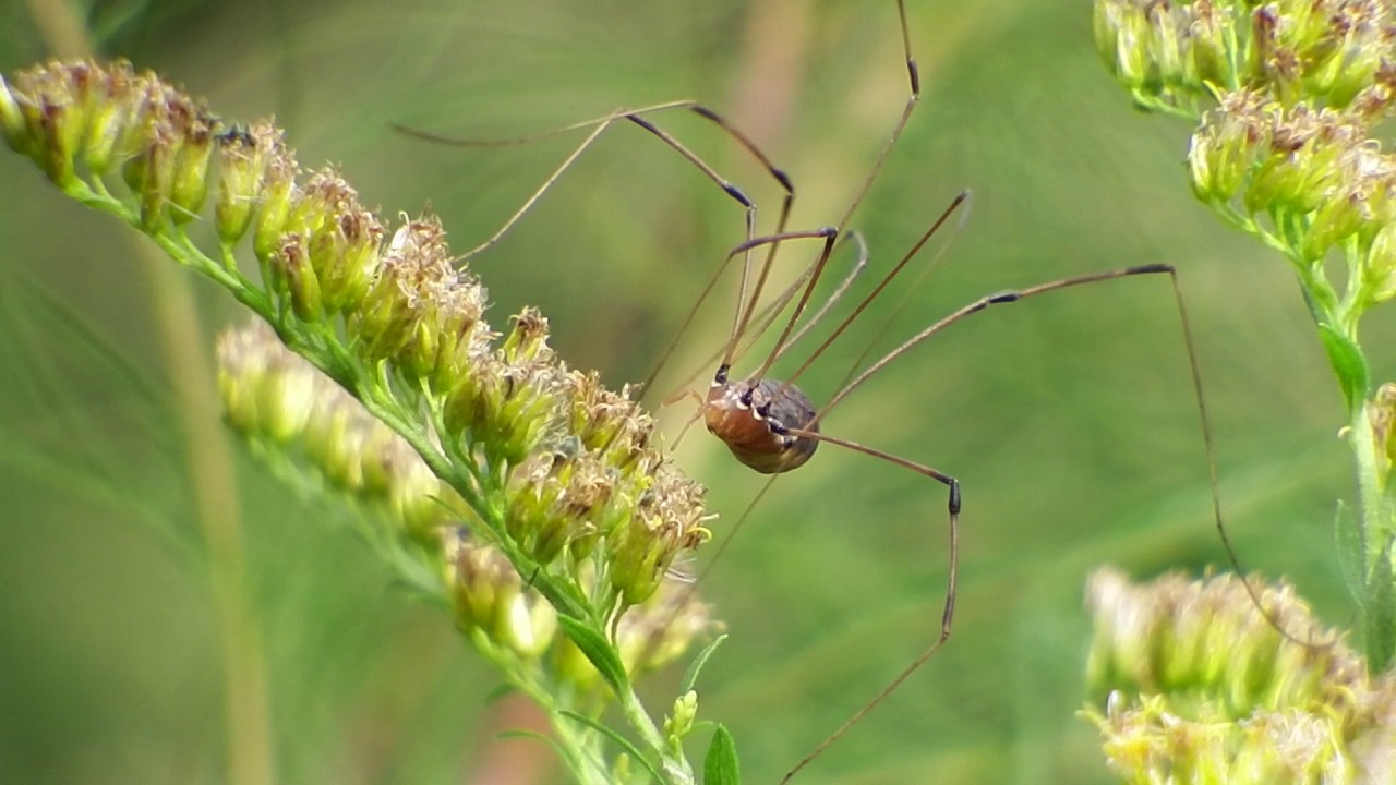 Harvestmen (Order Opiliones) Hunting for Food - YouTube