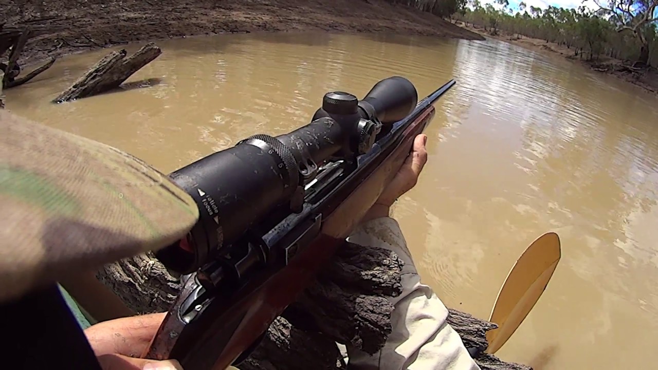 Pig shooting from land and water. - YouTube