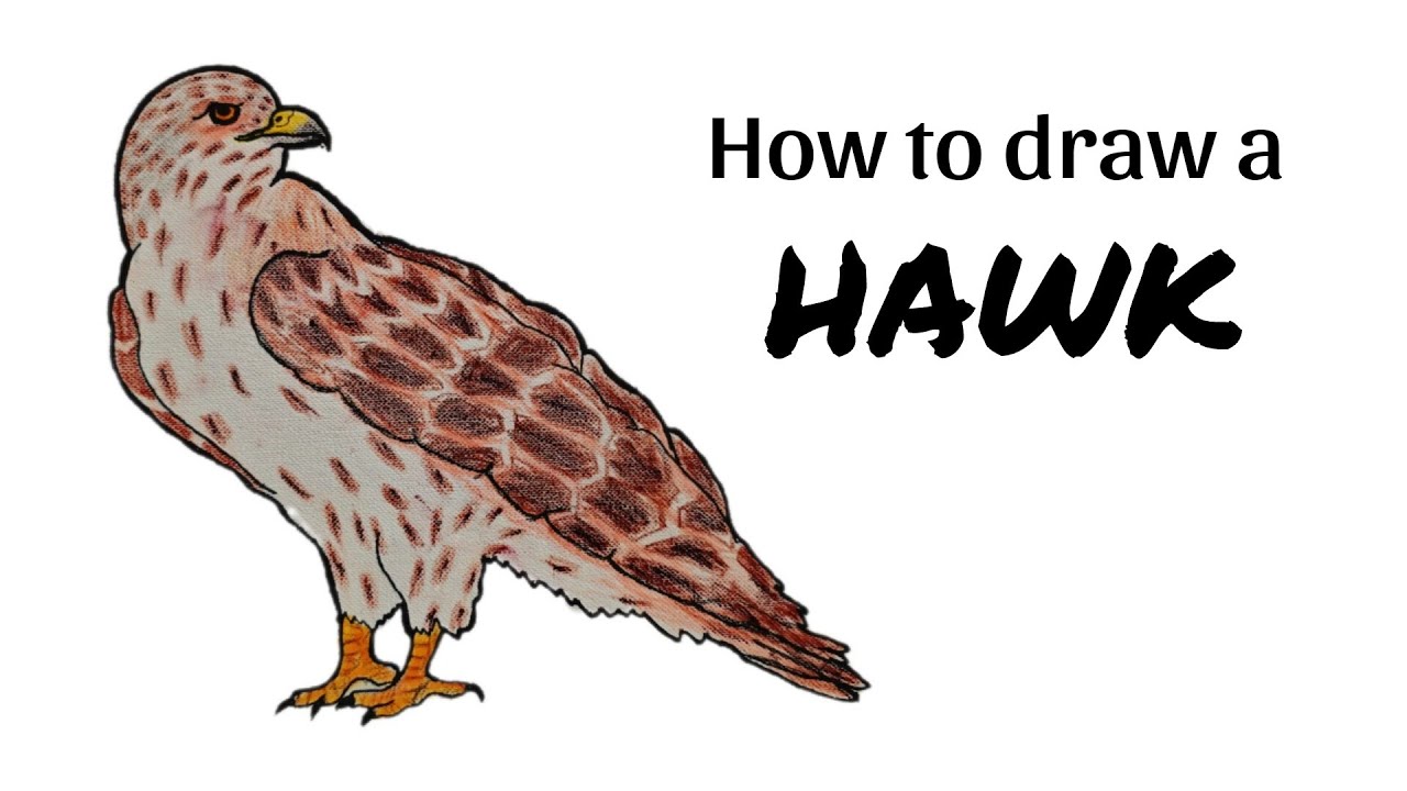 How to Draw a Hawk Drawing Easy Step by Step - YouTube