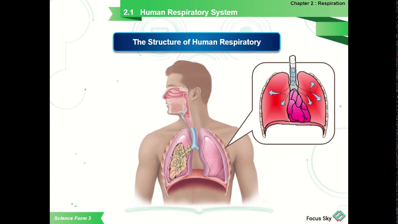 SCIENCE F3 CHAPTER 2 (2.1) Human Respiratory System - YouTube