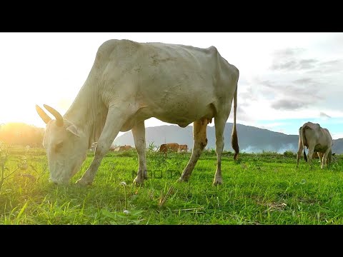 sapi makan rumput hijau di waktu sore, sapi tanduk, sapi kartun, sapi ...