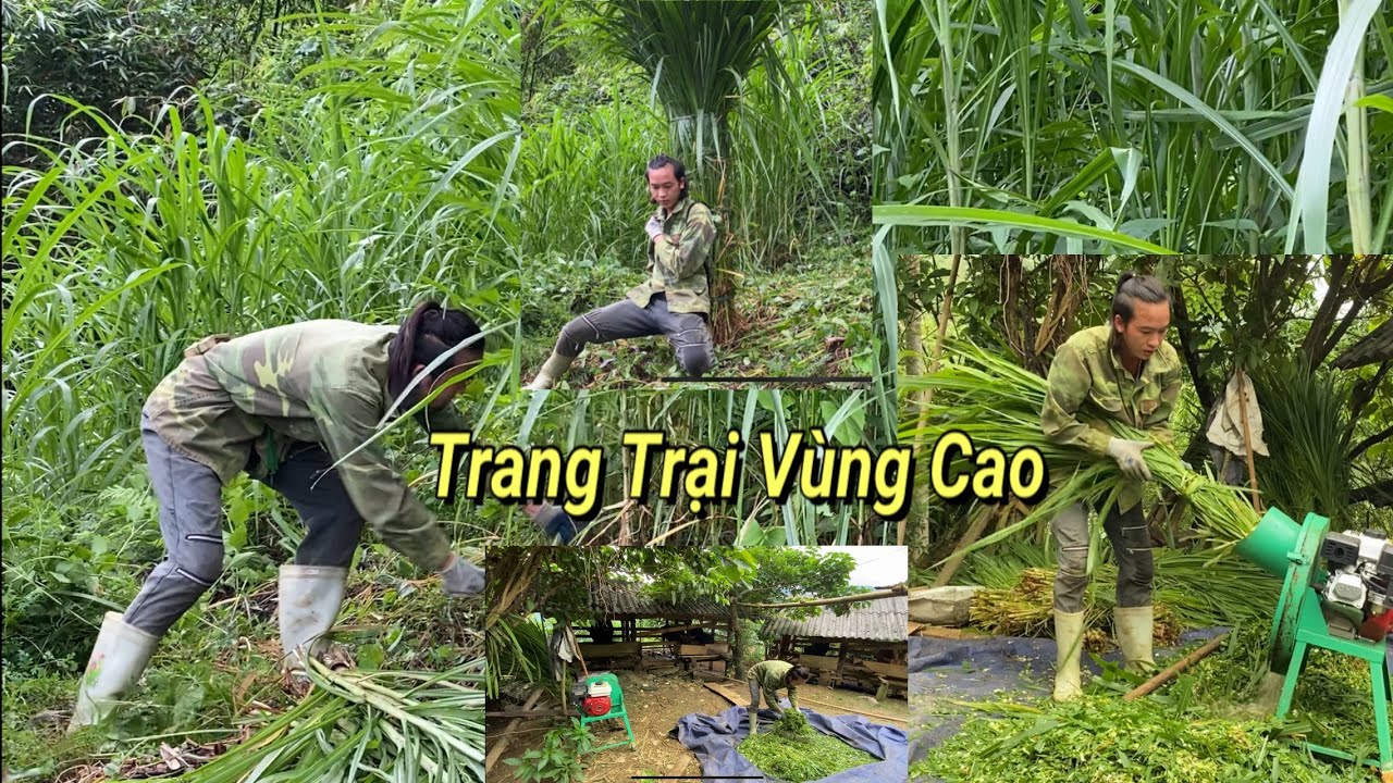 The process of cutting grass and chopping grass for cows to eat in the ...