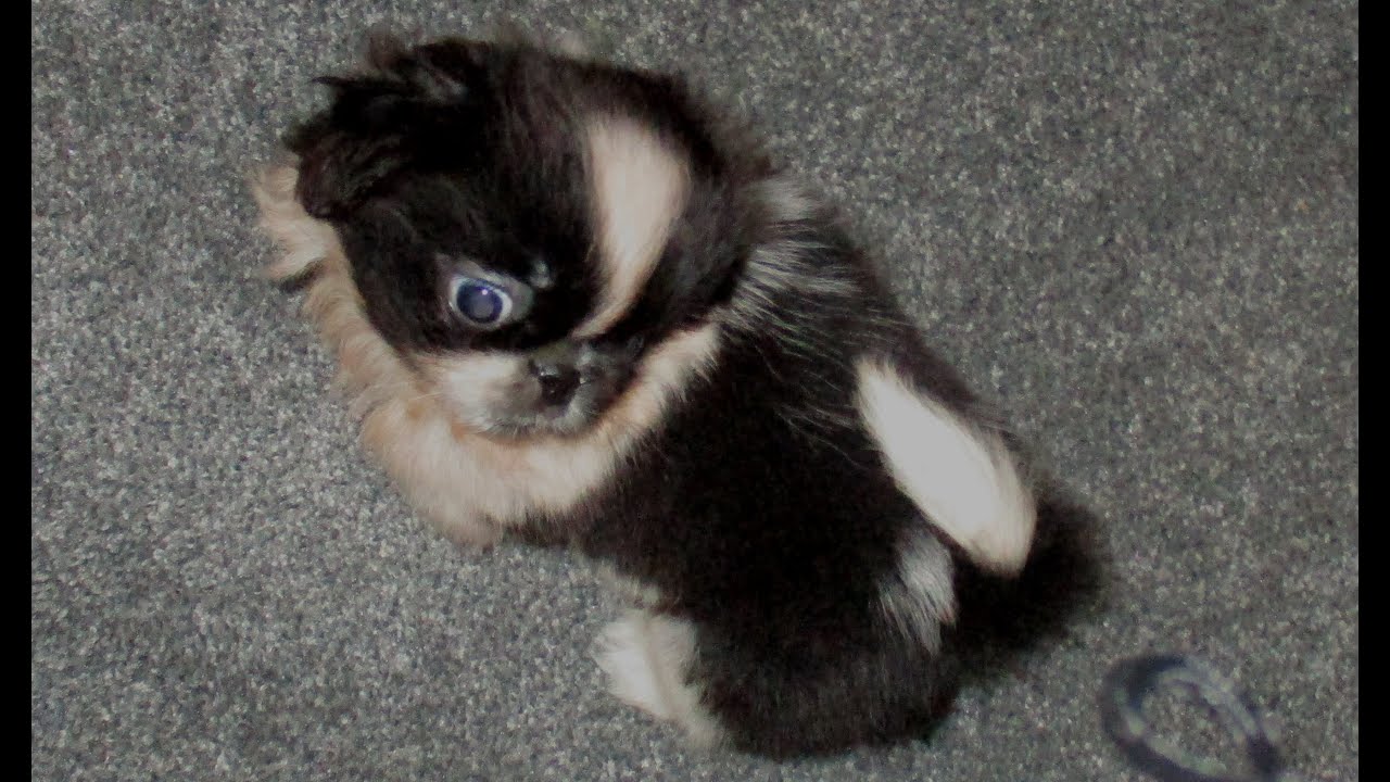 LKLs October Gold Pekingese, AKC Cookies Blossom Aug 15 8wk 2021 - YouTube