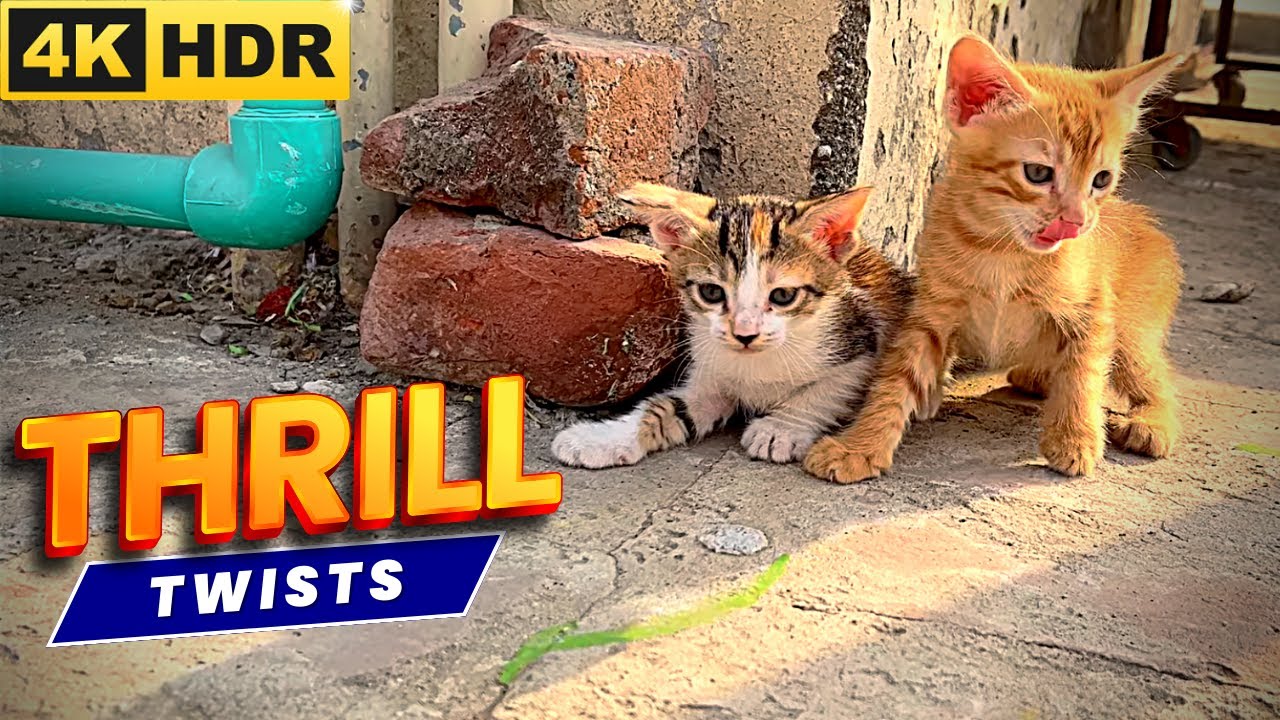 Unstoppable Kittens Playing | 4K HDR Funny Cats | #kittensplaying - YouTube