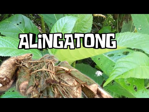 Discovering the Powerful Benefits of Alingatong: A Filipino Herbal ...
