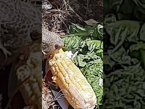 Tortoise eating corn on the cob! - YouTube