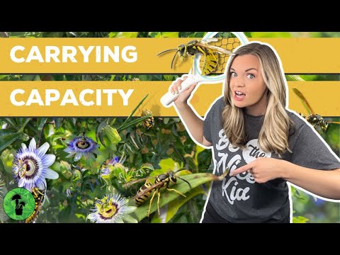How To Calculate Carrying Capacity Microorganisms Ecology