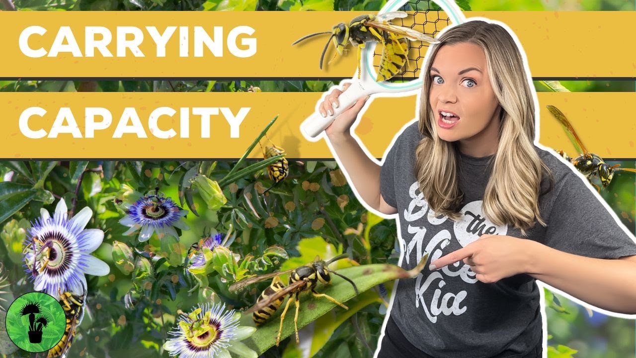 Carrying Capacity | Population Ecology - YouTube