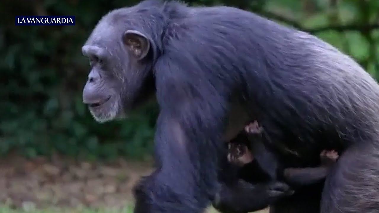 Nace en Reino Unido un chimpancé occidental, una subespecie en peligro ...