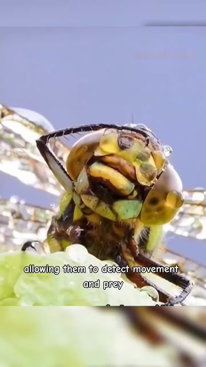 Dragonflies: Nature’s Aerial Predators #short - YouTube