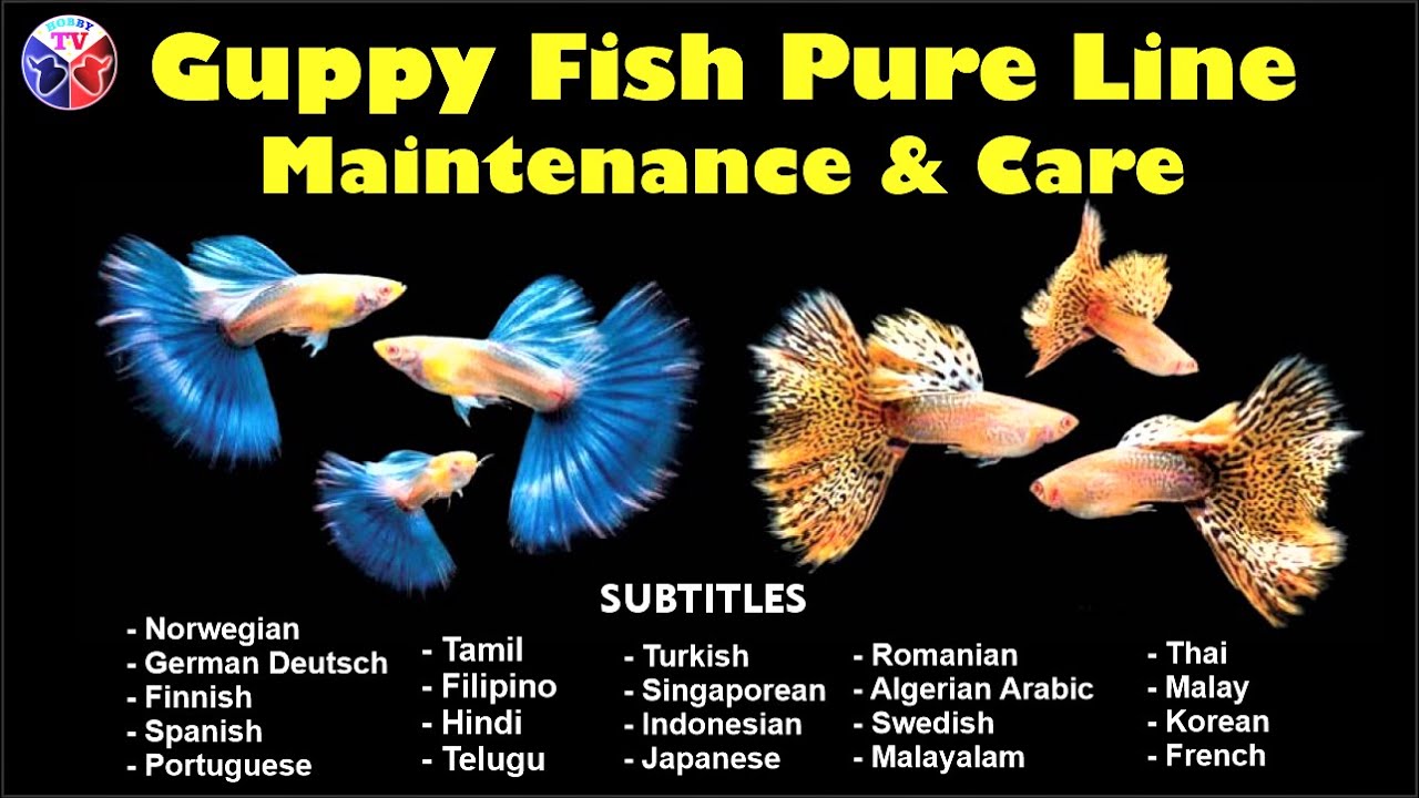 Guppy Fish Pure Line Important Maintenance and Care! - YouTube