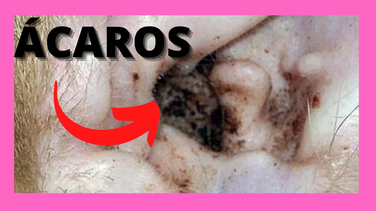 Ácaros en las orejas de un gato - YouTube