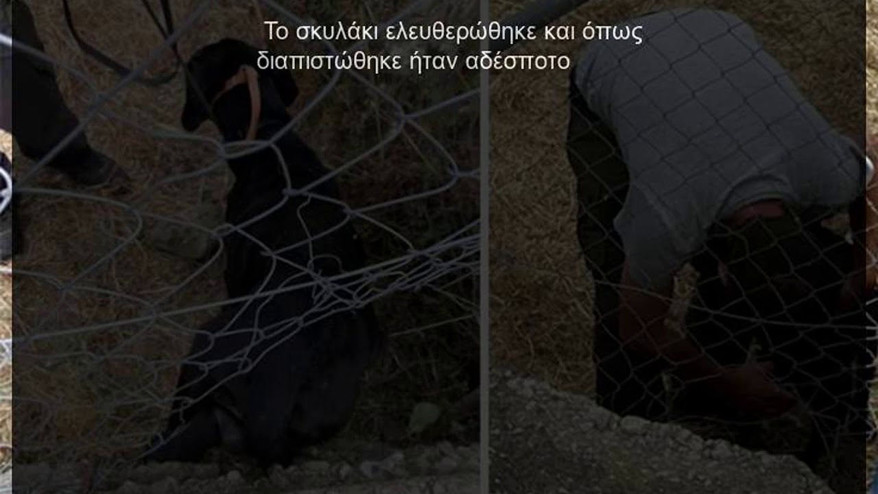 [ΕΛΛΑΔΑ] Αδέσποτο σκυλί παγιδεύτηκε σε σήτα, αλλά η άμεση κινητοποίηση ...