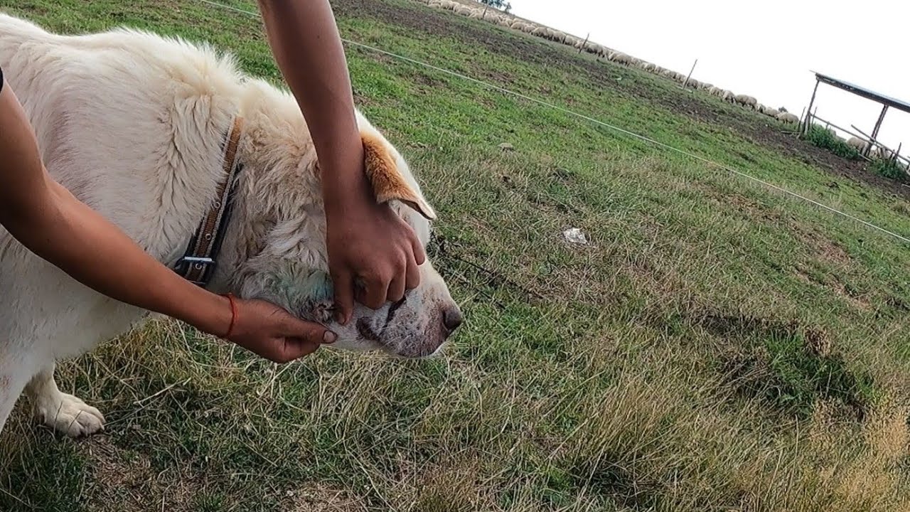 Caini atacati de Urs, Brebu Nou, Caras-severin. . - YouTube