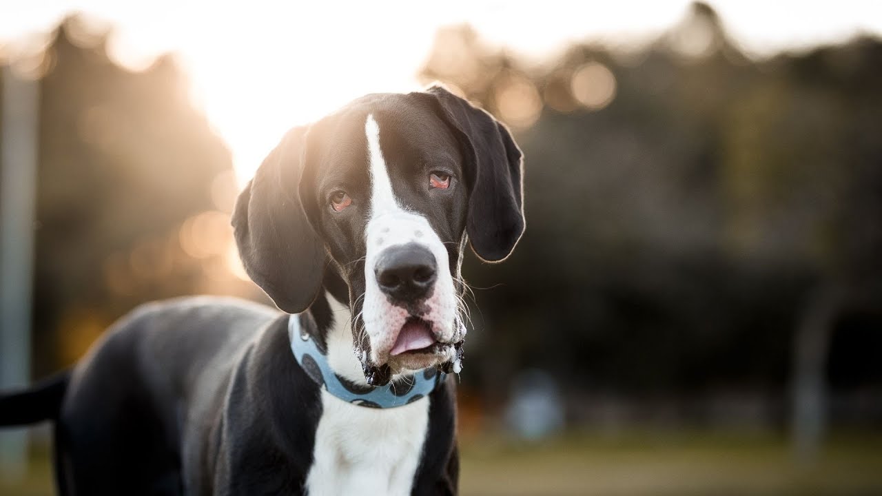 Top 10 Activities to Enjoy with Your Great Dane - YouTube