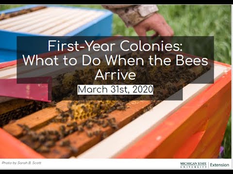 How Do Bees Force Optimal Conditions In Too Hot Weather