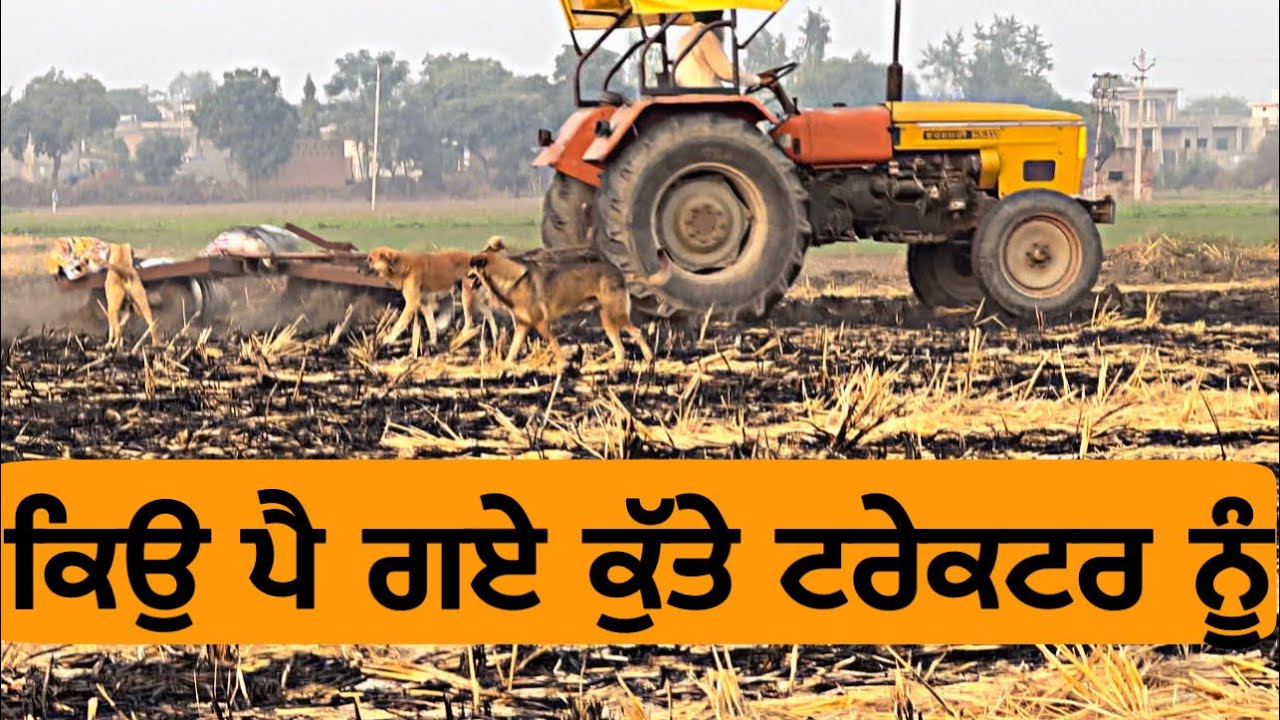 ਖੋਰੂ ਪਾਉਦੇ 5911 ਮਗਰ ਪੈ ਗਏ ਕੁੱਤੇ ||5911 tractor ke Peechhe Pad Gayi ...