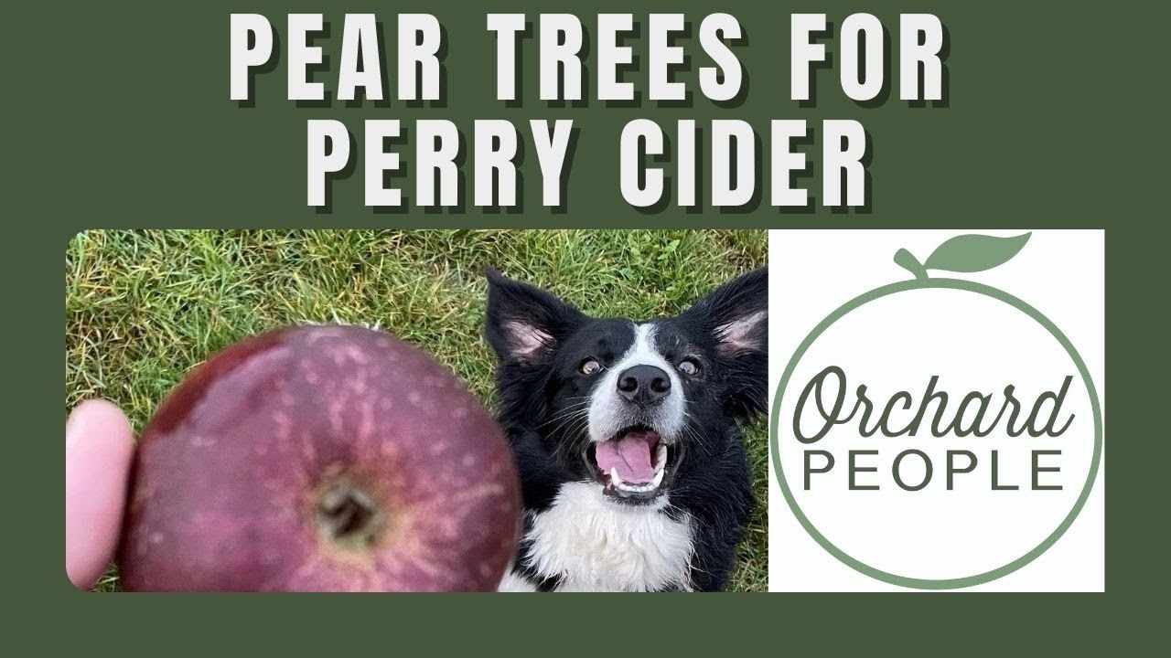 Why Perry Pears Make the Best Perry Cider 🥂 🍐 🌳 (No Perry Orchard ...