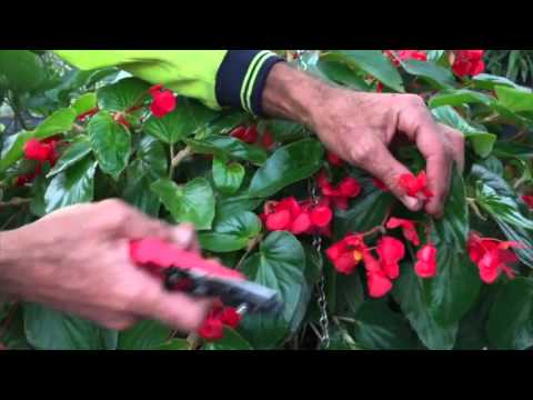 Pruning Begonias - YouTube