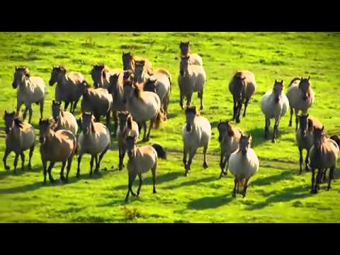 Amazing Galloping Horses - YouTube