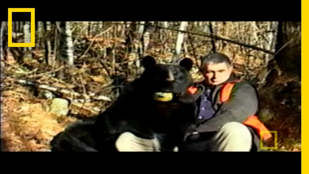 Raising Bear Cubs | National Geographic - YouTube
