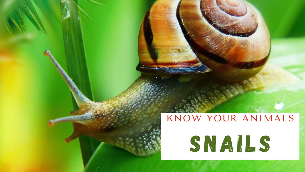 SNAIL | Know your animals - YouTube