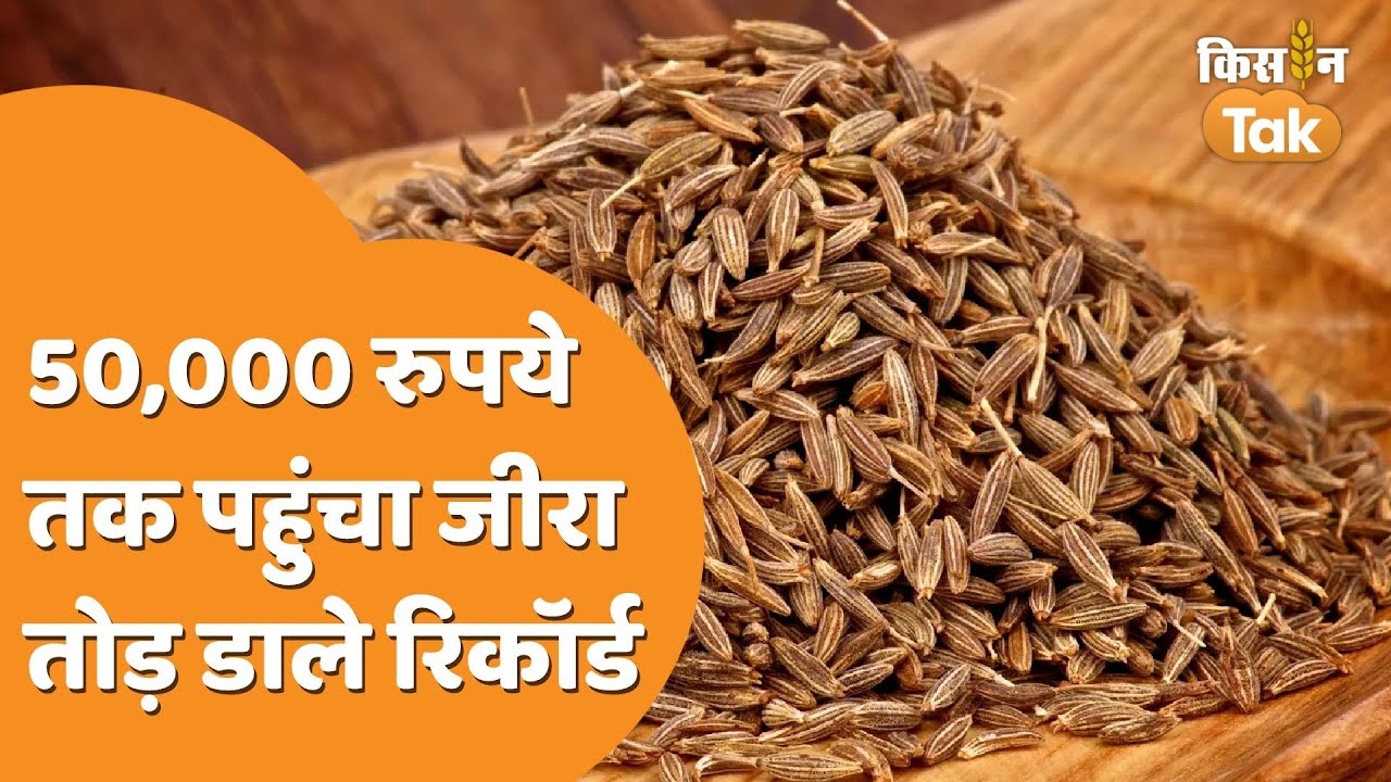 Cumin Price: Rajasthan में 50000 रुपये प्रति किलो तक बिका जीरा, जानें ...