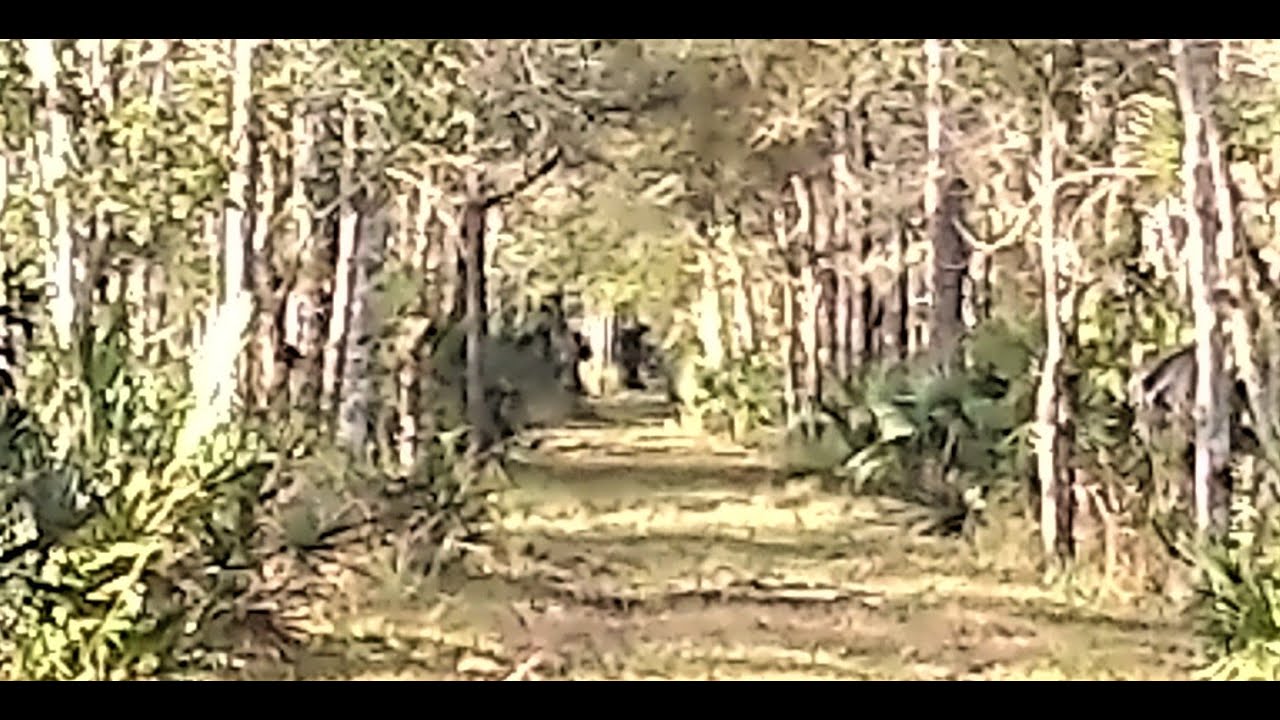 Skunk Ape Sighting and Tracks? Florida Bigfoot? - YouTube
