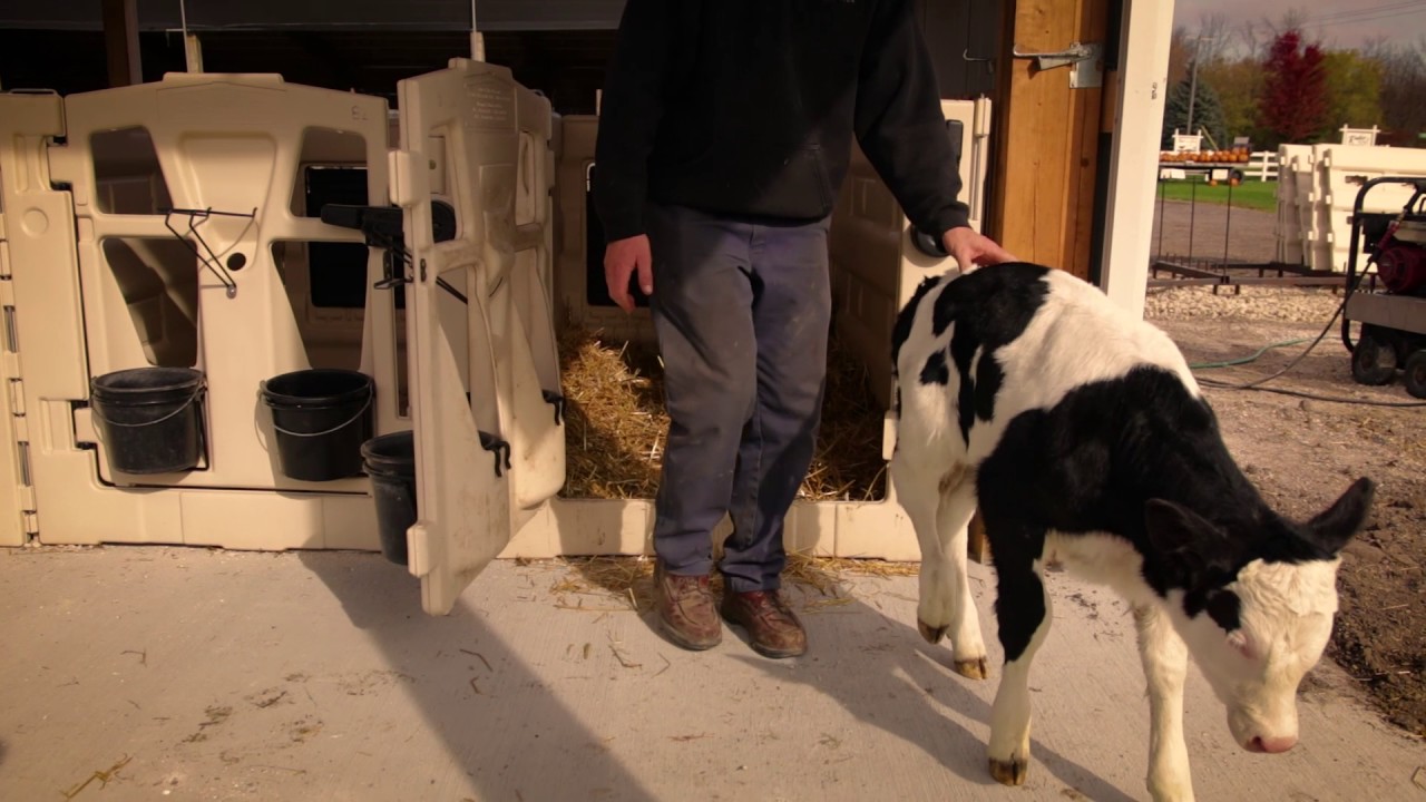 Calf-Tel Calf Pen System - YouTube