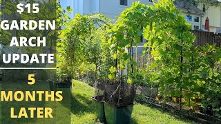 5 months UPDATE on our DIY garden arch for vertical gardening on budget