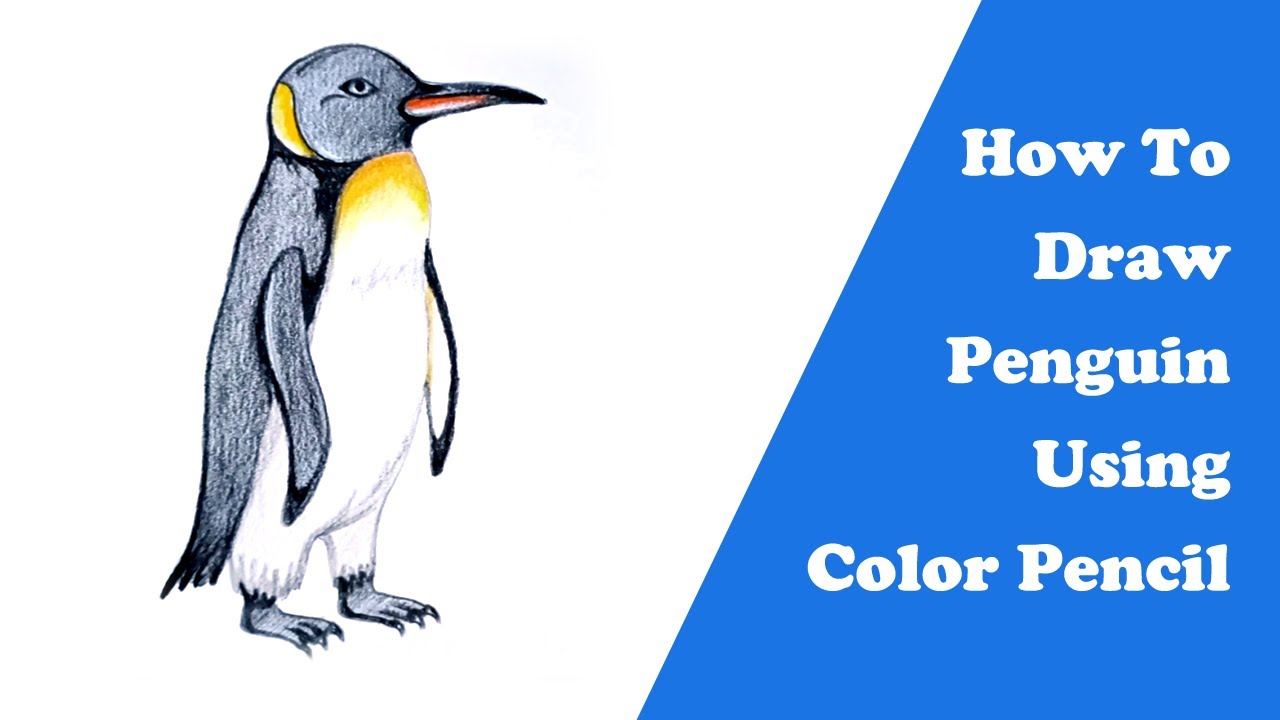 How To Draw Penguin And Color It ️ 🐧 | பெண்குயின் வரைவது எப்படி? - YouTube