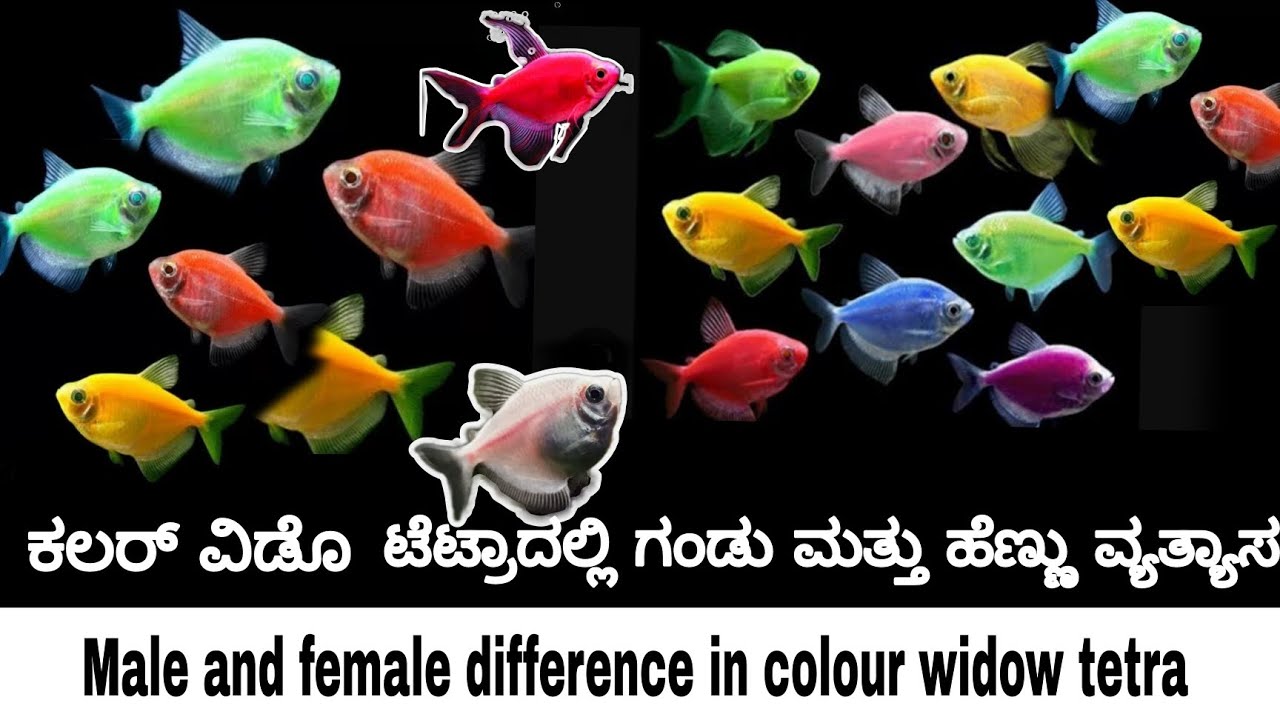 Colour widow tetra fish | male and Female differences | FINS & WINGS ...