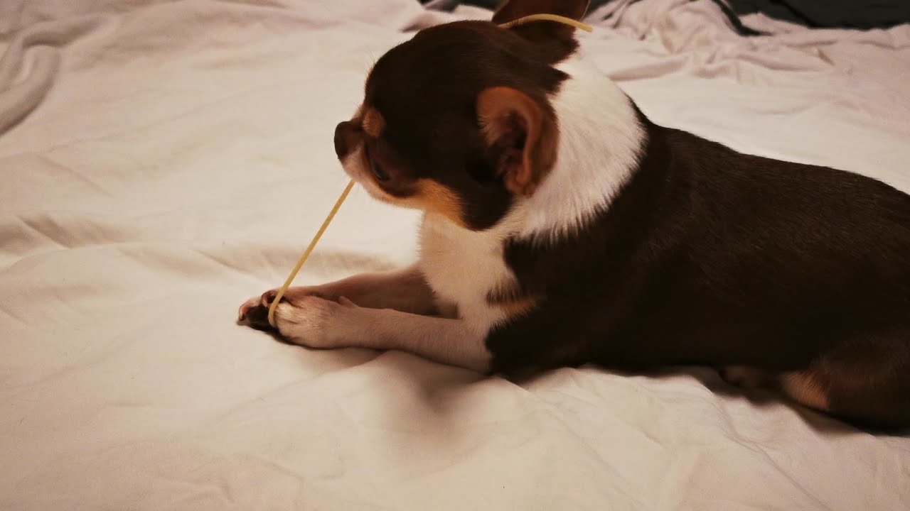 Delicious Spaghetti pasta with Chihuahua dog Bono. Italy ️🇮🇹 - YouTube