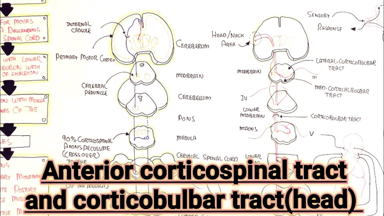 Anterior Corticospinal Tract And Corticobulbar Tract(Head ...