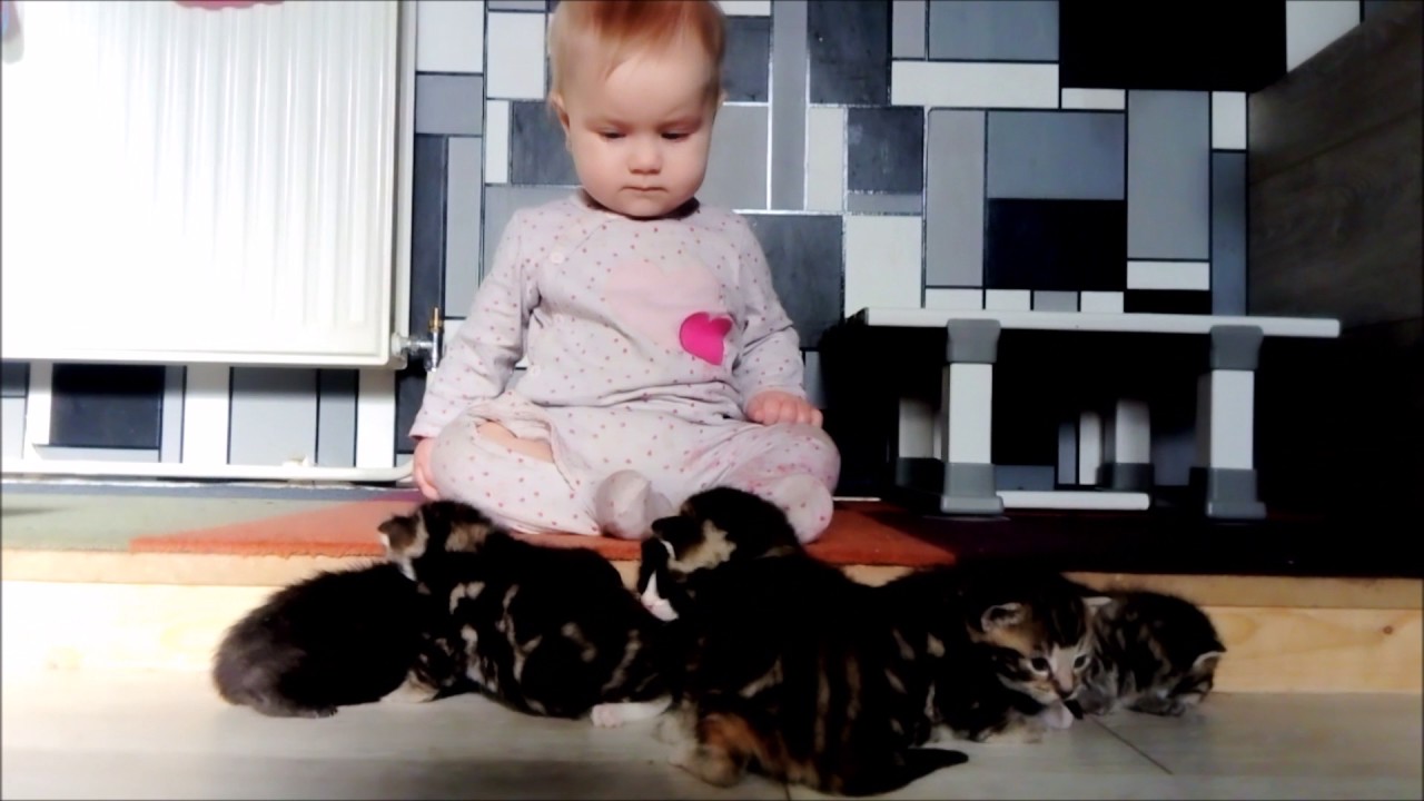 cats and Maryam - YouTube