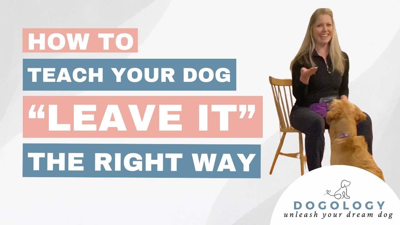 How to Teach Your Dog "Leave It" the Right Way - YouTube