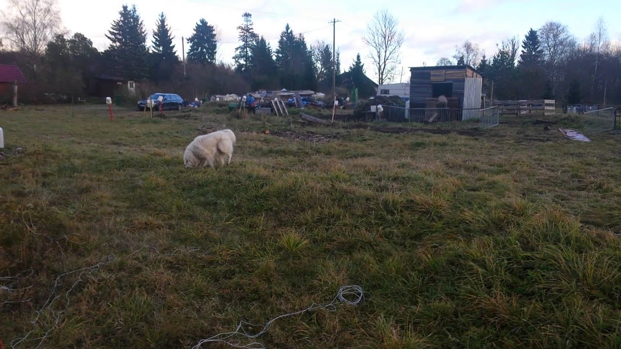 How to move sheep - YouTube