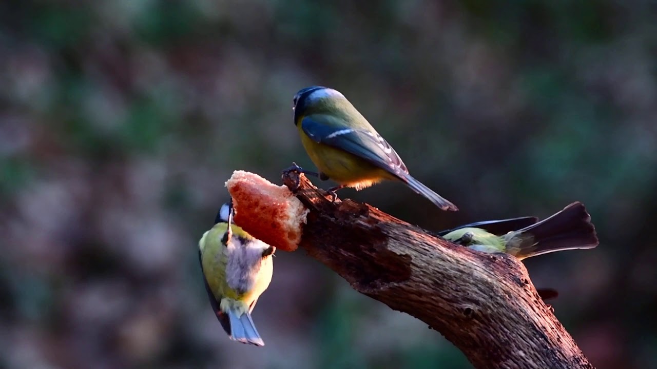 no copyright video || copyright free videos || free stock footage - YouTube