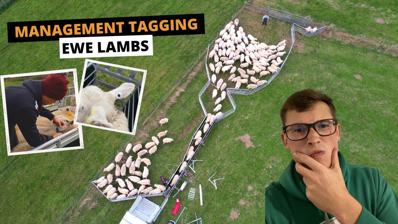 MANAGEMENT TAGGING EWE LAMBS, BUT WHY? - YouTube