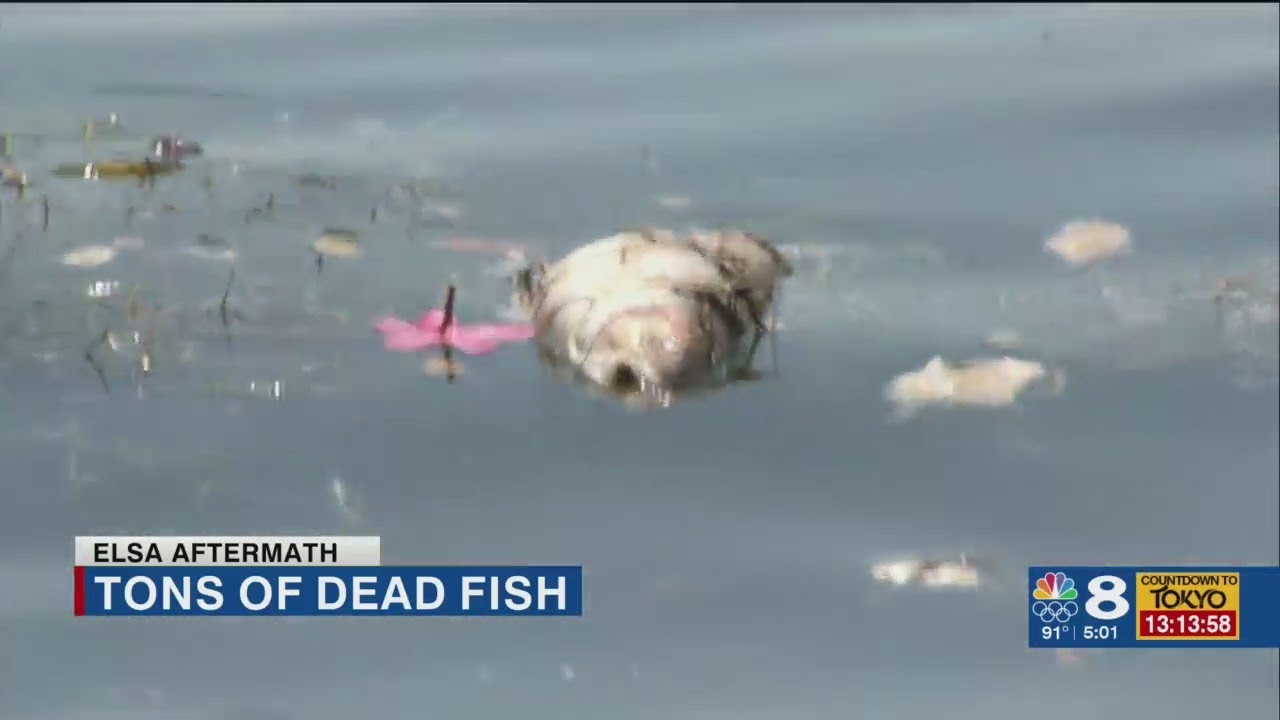 'Wave of dead fish': 9 tons of dead fish collected along St. Pete ...
