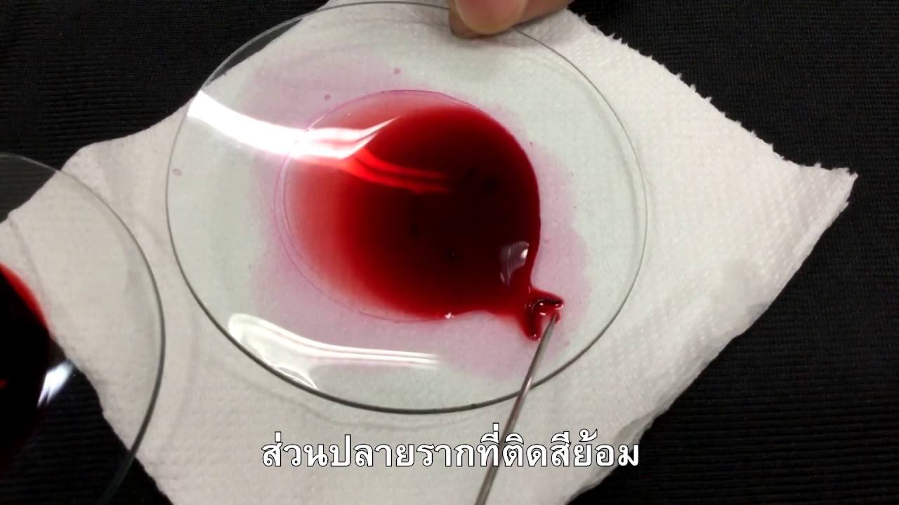 ขั้นตอนการย้อมสีรากหอมแดงด้วย aceto-carmine - YouTube