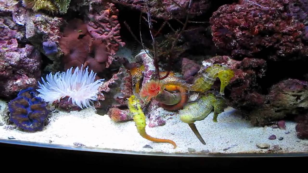 Apareamiento caballitos de mar en acuario domestico www ...