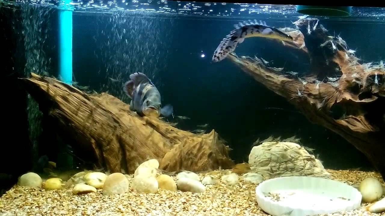 bumblebee oscar - YouTube