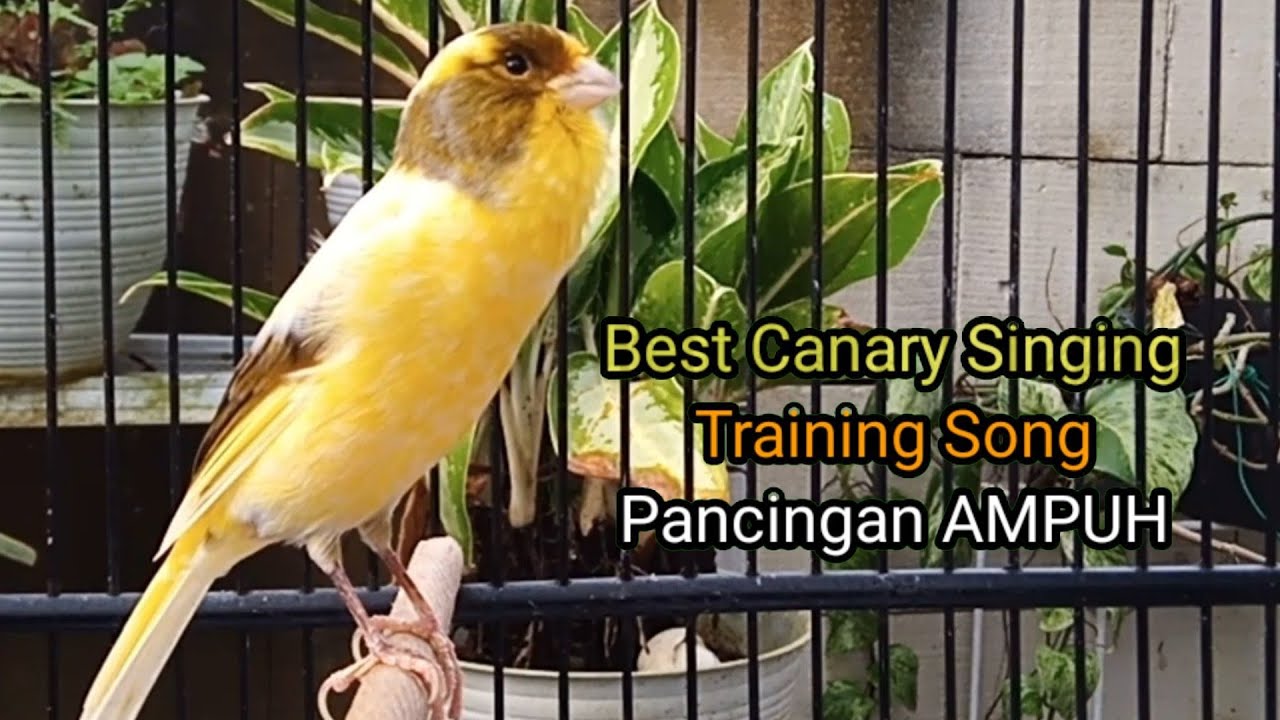 🔴Canary Training Song Episode 268 - Your Canary will NOT STOP SINGING ...