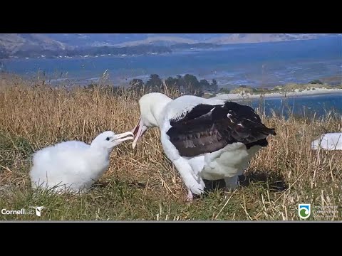 Royal Albatross ~ LGK Comes Back Twice! Feeds His Chick & Visits With TFT Chick! 💗 3.13.24 - YouTube