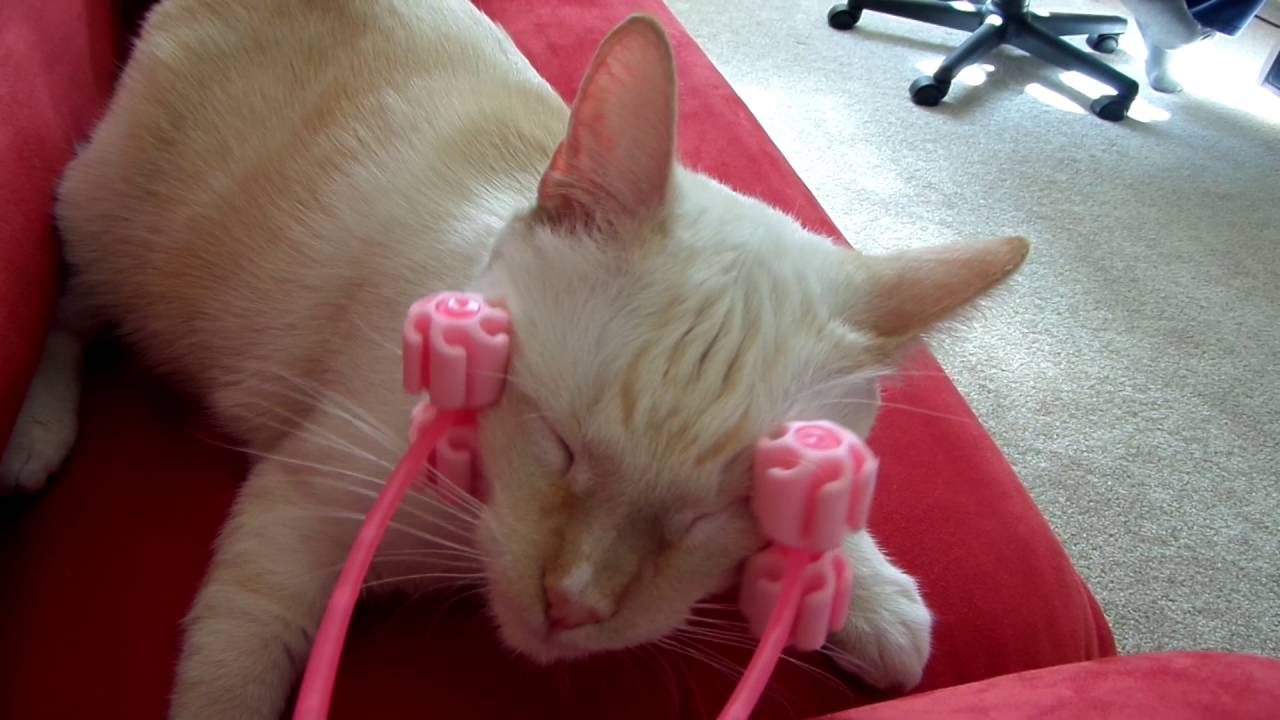 Relaxing cat massage - YouTube