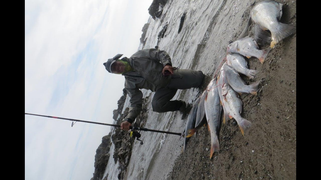 Saltwater & Freshwater, "Corvinas" an amazing fishing day - YouTube
