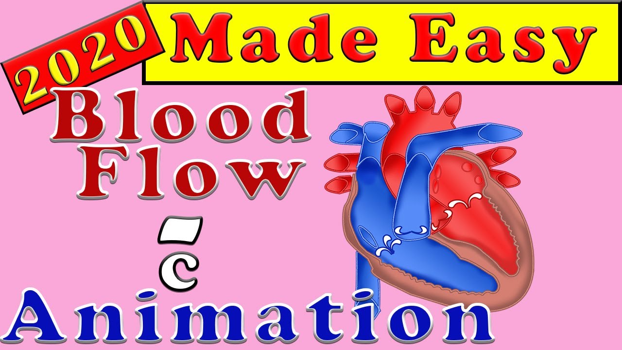 Human Circulatory System The Heart and How the Blood Flows Made Easy ...